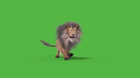 Lion realistic Fur Green Screen Walks Fr... | Stock Video | Pond5