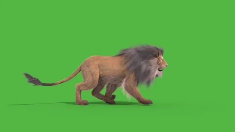 Lion realistic Fur Green Screen Walks Si... | Stock Video | Pond5