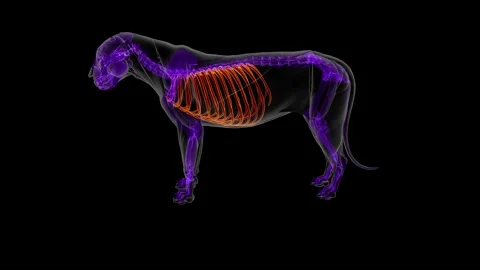 Lion rib cage skeleton anatomy for medic... | Stock Video | Pond5
