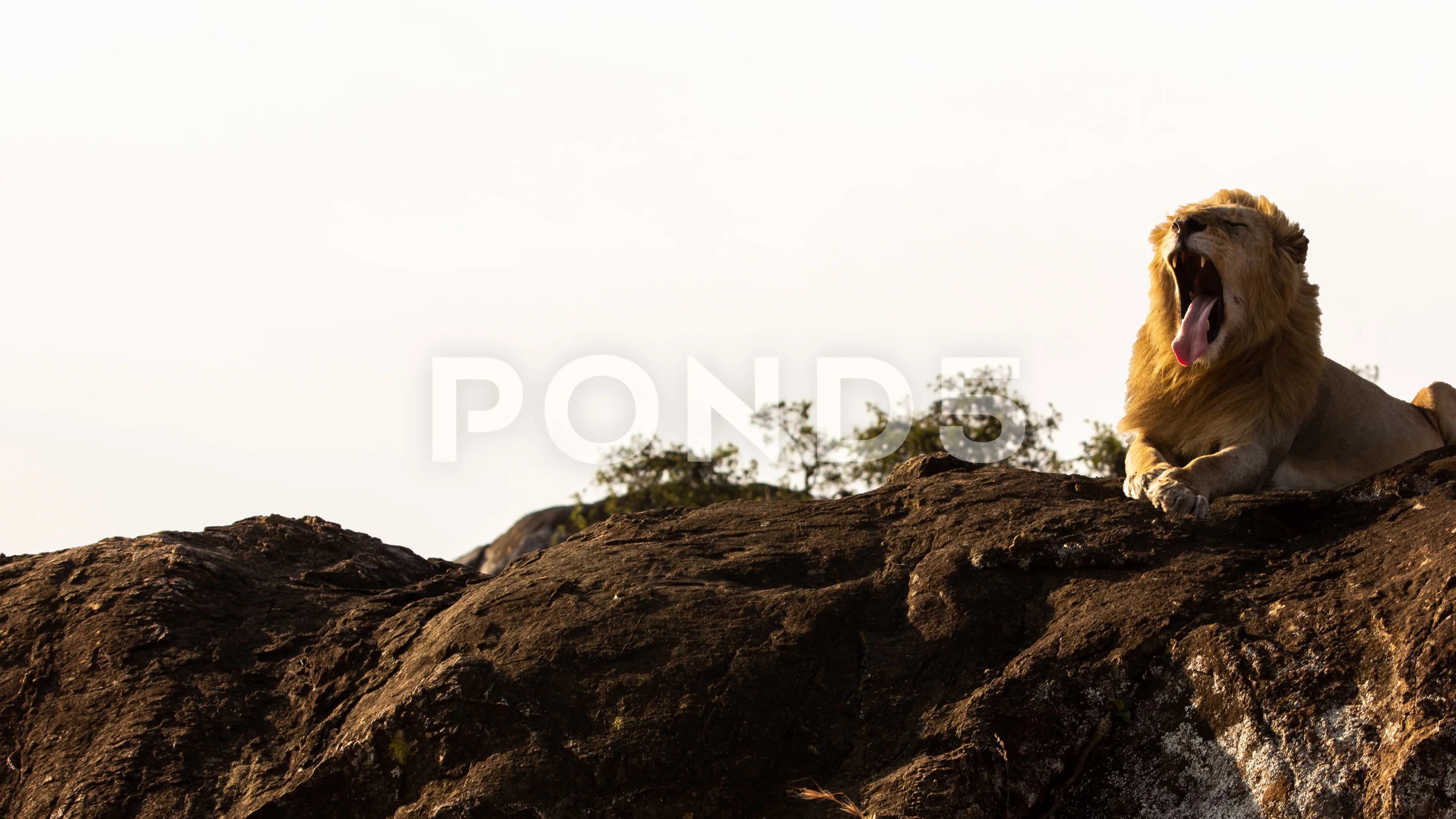 Lion On Rock Roaring