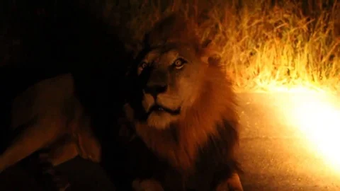Lion roars and winks at cameraman in Kru... | Stock Video | Pond5