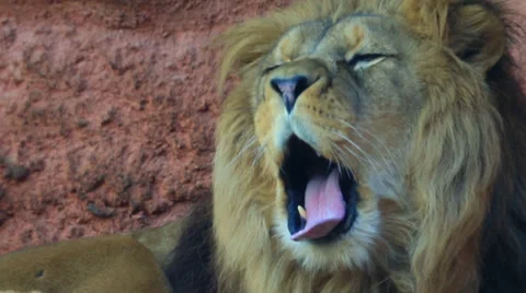 Lion roars | Stock Video | Pond5