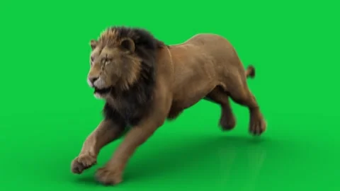 Lion Run Side 02 (loop) HD green screen | Stock Video | Pond5