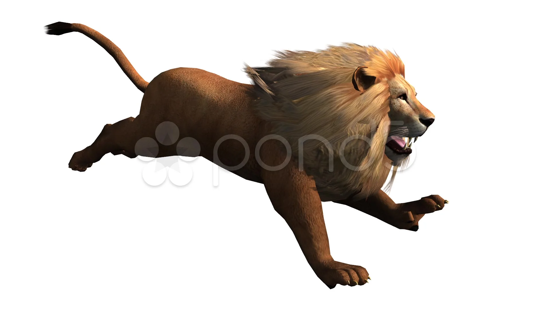 Lion Running In The Wild