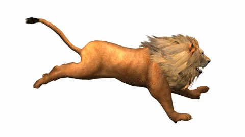 Lion Run Stock Footage ~ Royalty Free Stock Videos | Pond5