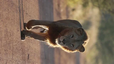 Lion running down the road | Stock Video | Pond5