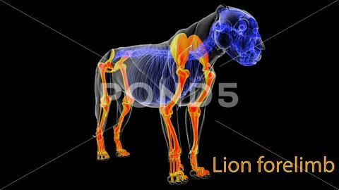 Lion skeleton forelegs anatomy for medical concept 3D rendering ...