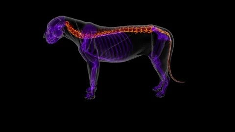 Lion skeleton vertebra anatomy for medic... | Stock Video | Pond5