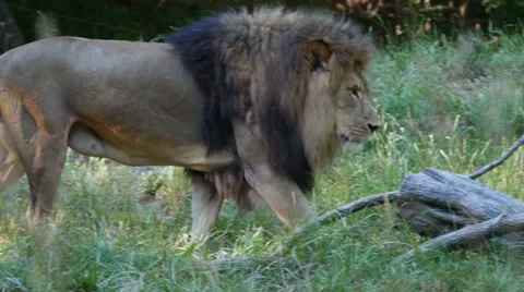 Lion Sprays to Mark Territory | Stock Video | Pond5