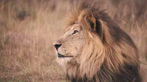 Lion staring into distance in african sa... | Stock Video | Pond5