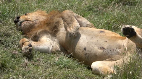The Sleeping Lion Stock Videos – Royalty-Free HD & 4K Videos