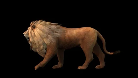 A lion walking on black background with ... | Stock Video | Pond5