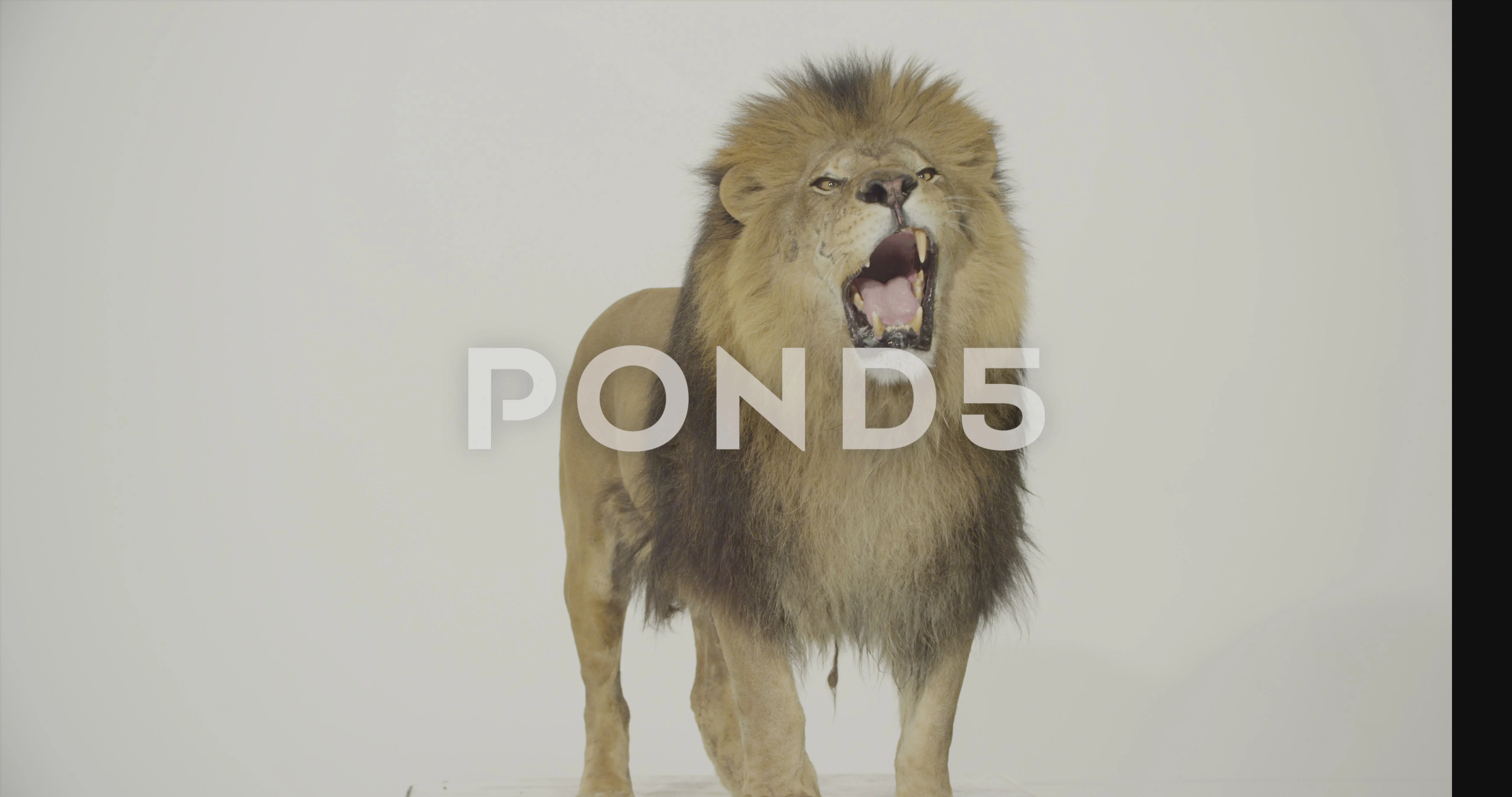 Lion Roar Front View