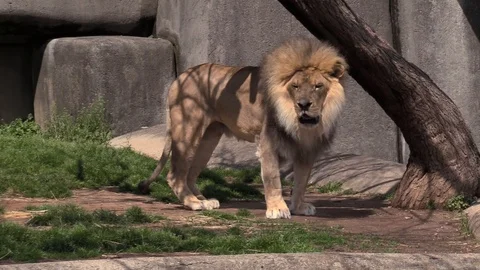 Lion in zoo walking on rocks next to tre... | Stock Video | Pond5