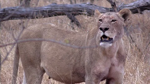 Contact Savanna Stock Videos – Royalty-Free HD & 4K Videos