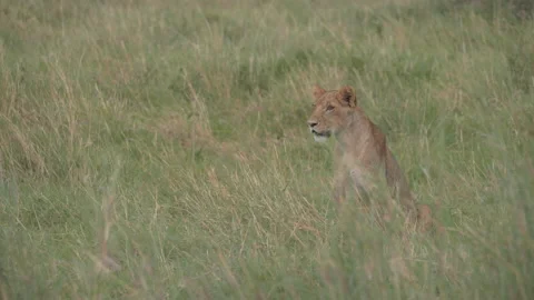 Lioness Looking Out In Field | Stock Video | Pond5