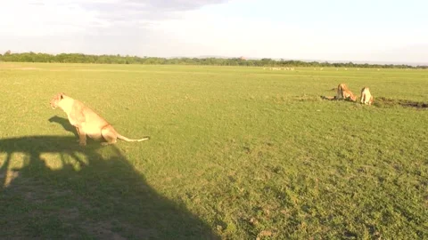 Car Pooping Stock Videos – Royalty-Free HD & 4K Videos