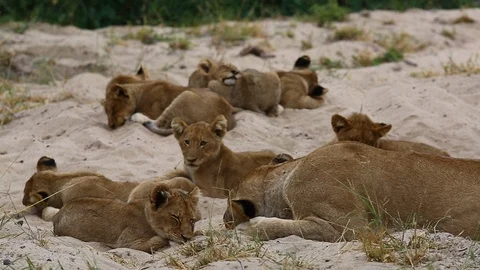 Lioness resting with several lion cubs o... | Stock Video | Pond5