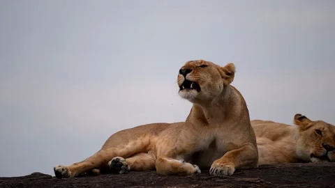 Roar Stock Video Footage | Royalty Free Roar Videos | Pond5