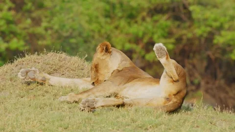A lioness showing her genitals. Lioness ... | Stock Video | Pond5