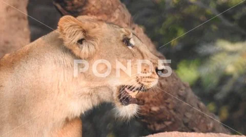 Lioness Stalking closeup. Lioness, Panthera. Lioness face. Lioness Close Up. Stock Image #130647571
