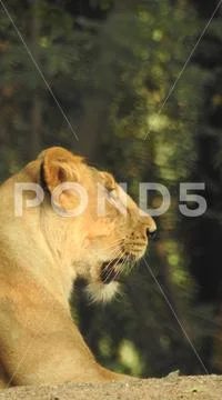 Lioness Stalking closeup. Lioness, Panthera. Lioness face. Lioness Close Up. Stock Image #130650241
