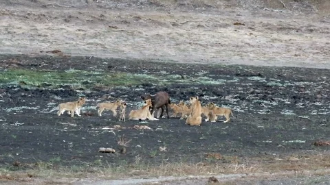 Pouncing Lioness Stock Videos – Royalty-Free HD & 4K Videos | Pond5