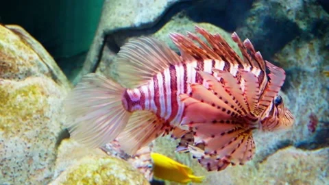 Lionfish detail in the aquarium ecosyste... | Stock Video | Pond5