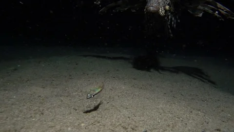 Cardinal Fish Stock Footage ~ Royalty Free Stock Videos | Pond5