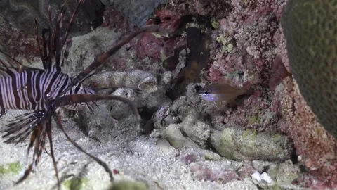 Cardinal Fish Stock Footage ~ Royalty Free Stock Videos | Pond5