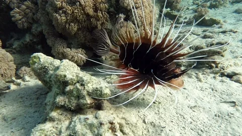 Vido Of M Stock Videos – Royalty-Free HD & 4K Videos | Pond5