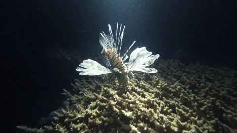 Lionfish swimming underwater, marine eco... | Stock Video | Pond5