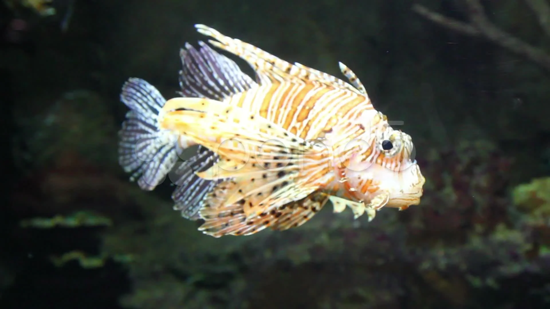 Fish Lionfish Underwater 1920x1080