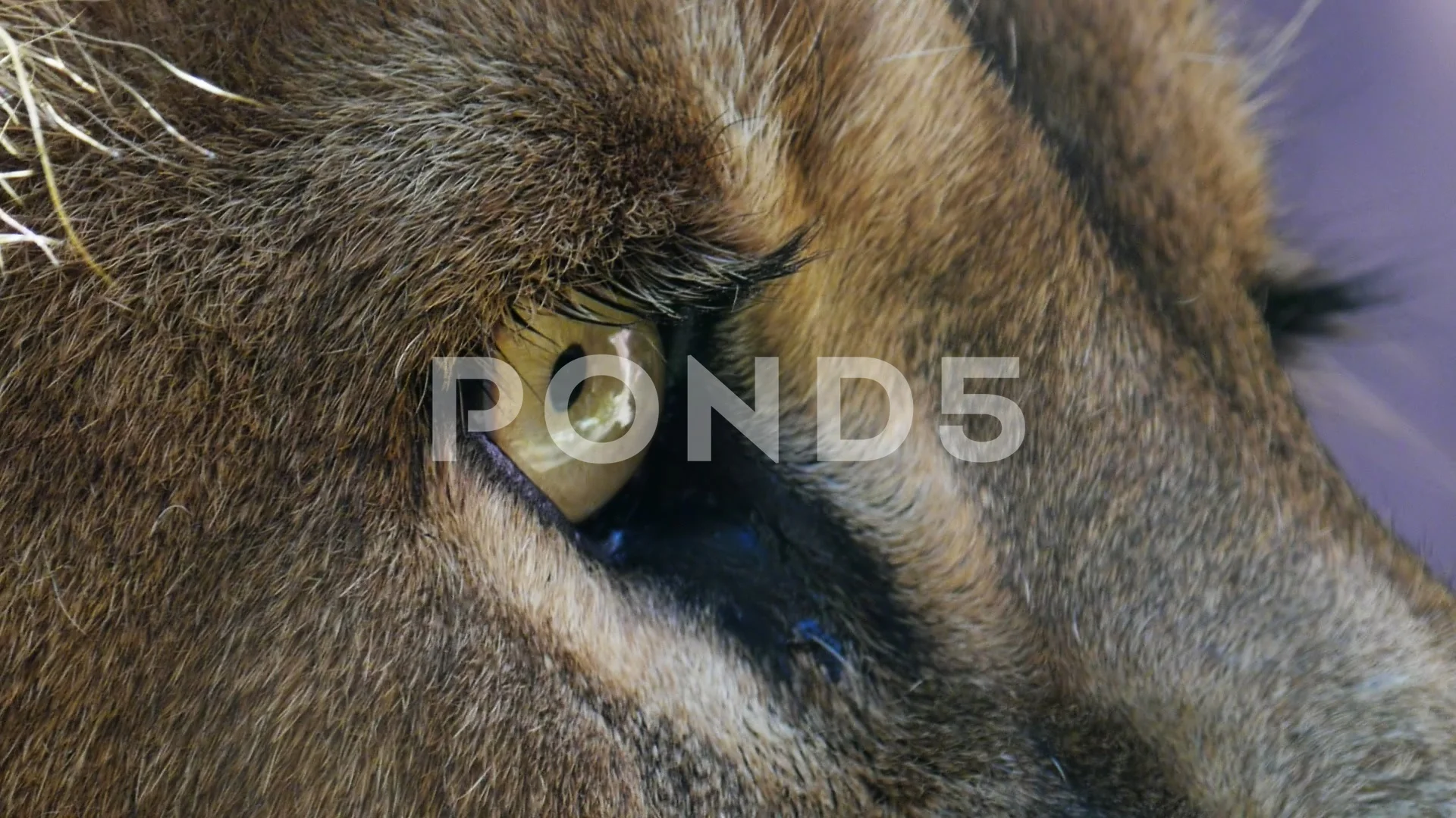 Lion Eye Close Up