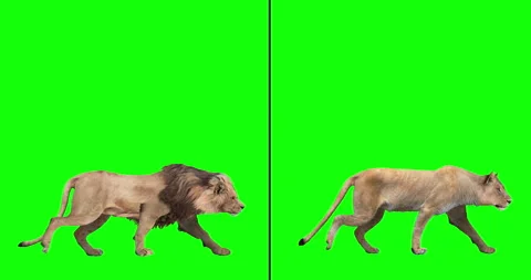 Actions W Stock Videos – Royalty-Free HD & 4K Videos | Pond5