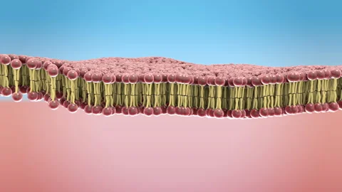 The lipid bilayer forms a selective memb... | Stock Video | Pond5