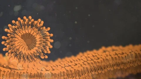 LIPID BIOLAYER MEDICAL ANIMATION | Stock Video | Pond5