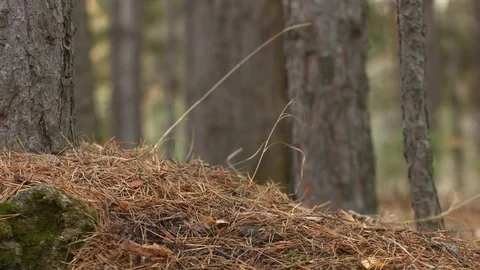 Listen For Sounds Stock Videos – Royalty-Free HD & 4K Videos | Pond5