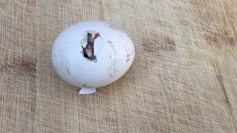Little baby chick hatching from the egg | Stock Video | Pond5
