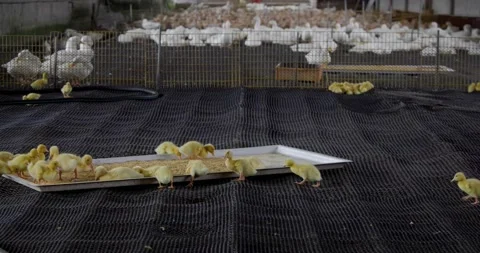 Little baby duck in the farm | Stock Video | Pond5