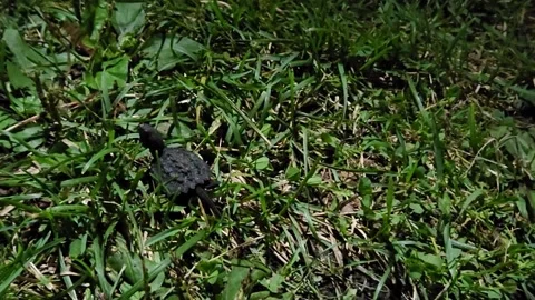 Little Baby Snapping Turtle Walking | Stock Video | Pond5