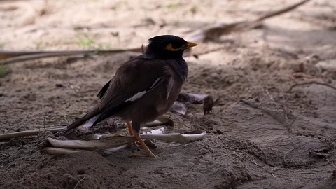 Little Bird Watxh Stock Videos – Royalty-Free HD & 4K Videos | Pond5