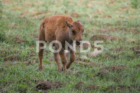 Photograph: Little bison calf walks across the field on a summer day ...