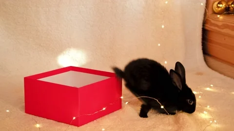 Rabbit Jump Stock Video Footage | Royalty Free Rabbit Jump Videos | Pond5