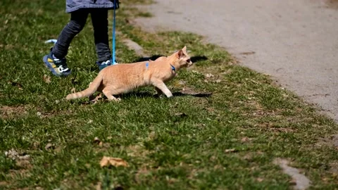 Pussy Boy Feline Stock Videos – Royalty-Free HD & 4K Videos