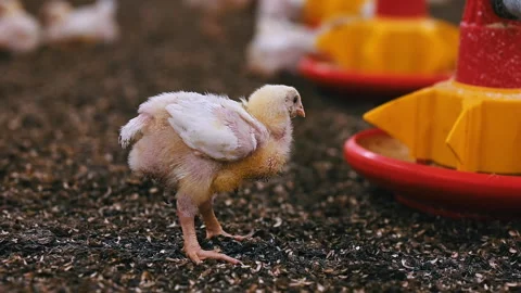 Chicken Fat Farm Stock Videos – Royalty-Free HD & 4K Videos