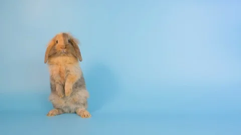 Hair Little Bunny Stock Videos – Royalty-Free HD & 4K Videos | Page 5