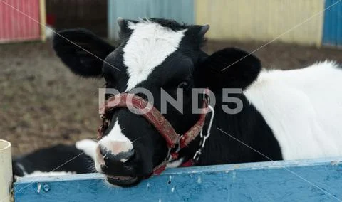 Photograph: Little calf in corral at ranch farm, cub calf, dairy ...