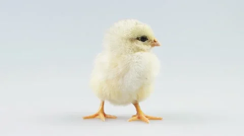 Goanimate Chicken Little Stock Footage ~ Royalty Free Stock Videos | Pond5