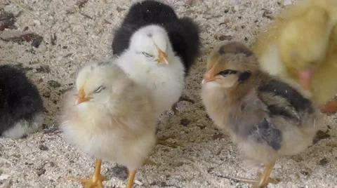 Little Tiny Chicks Stock Videos – Royalty-Free HD & 4K Videos | Page 5